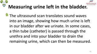 Urinary system.pptx