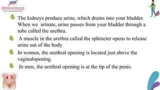 Urinary system.pptx
