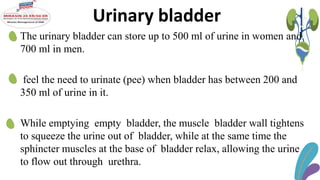 Urinary system.pptx