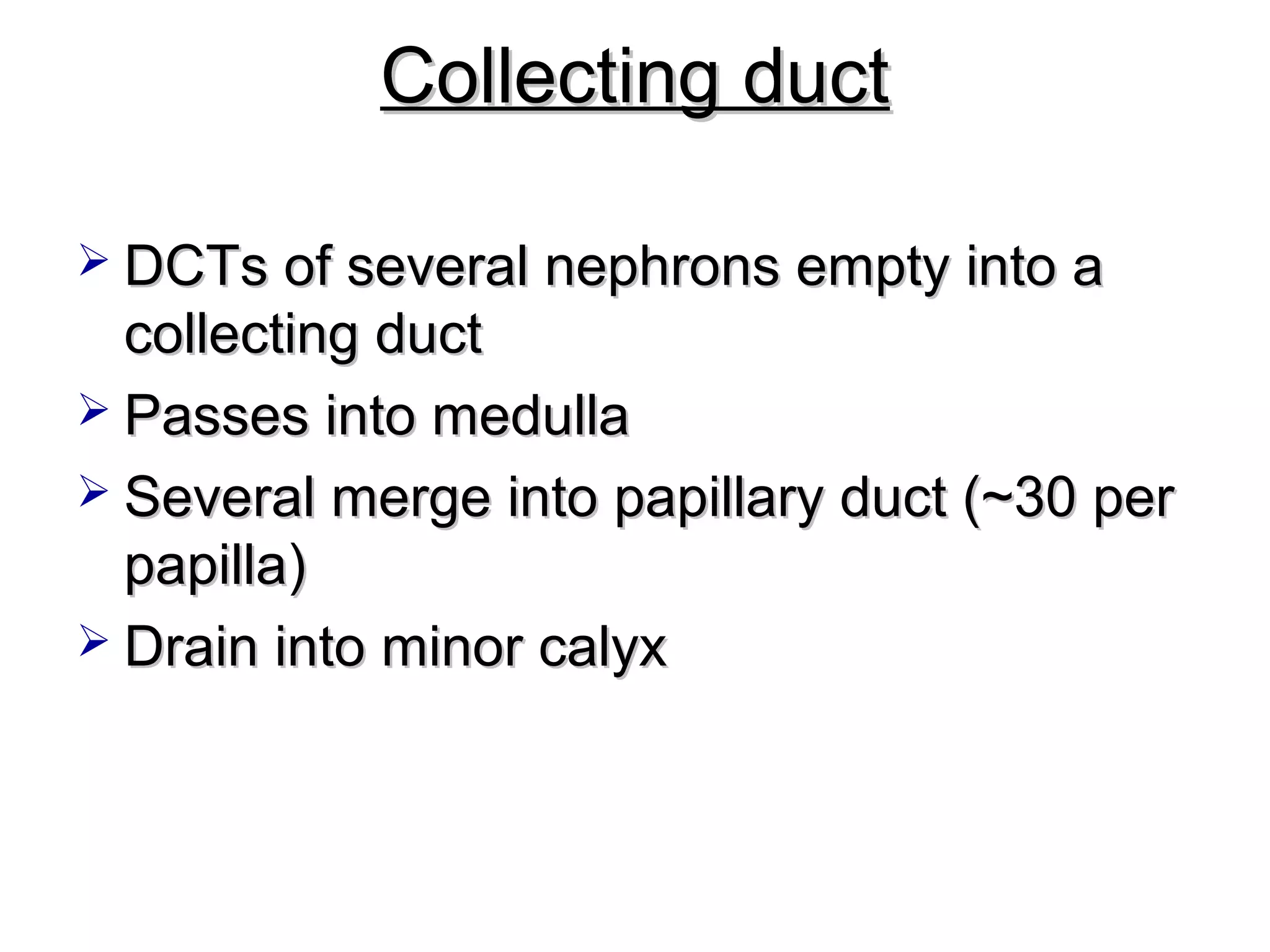 Urinary system .pdf