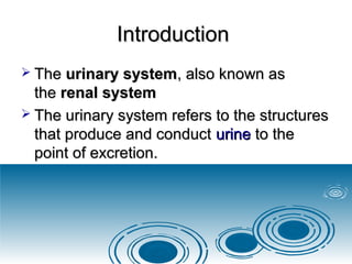 Urinary system .pdf