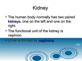 Urinary system .pdf