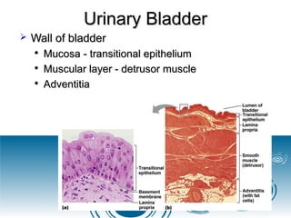 Urinary system .pdf