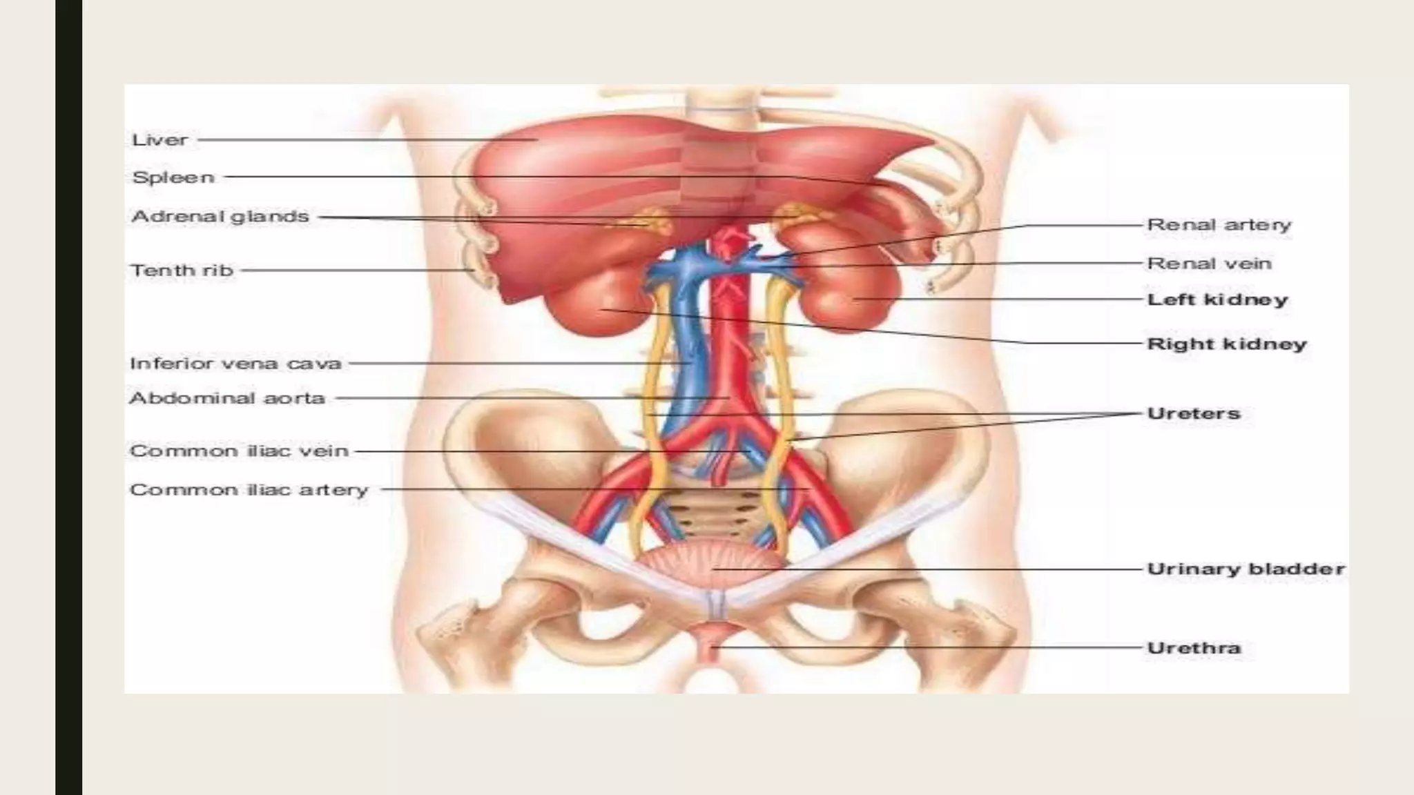 URINARY SYSTEM.pptx