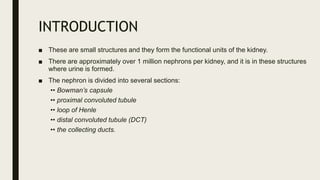 URINARY SYSTEM.pptx