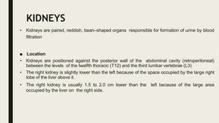 URINARY SYSTEM.pptx
