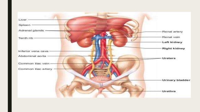 URINARY SYSTEM.pptx