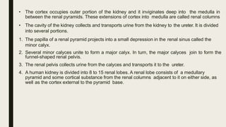 URINARY SYSTEM.pptx