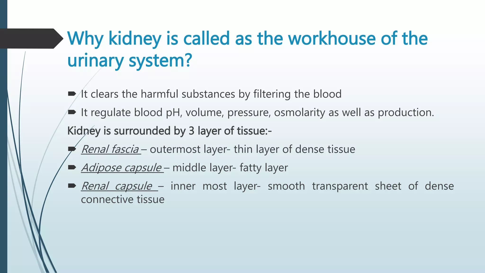 URINARY SYSTEM.pptx
