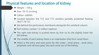 URINARY SYSTEM.pptx