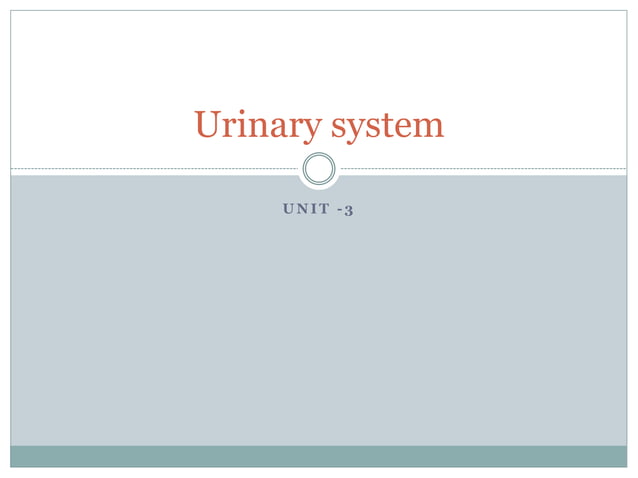 Urinary system. | PPT