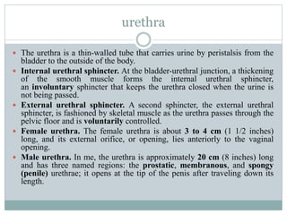 Urinary system. | PPT