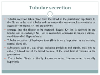 Urinary system. | PPT