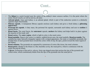 Urinary system. | PPT