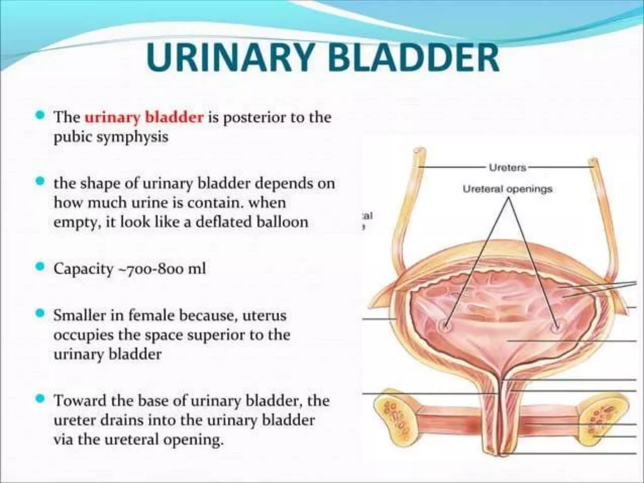 Urinary System.pptx | Free Download