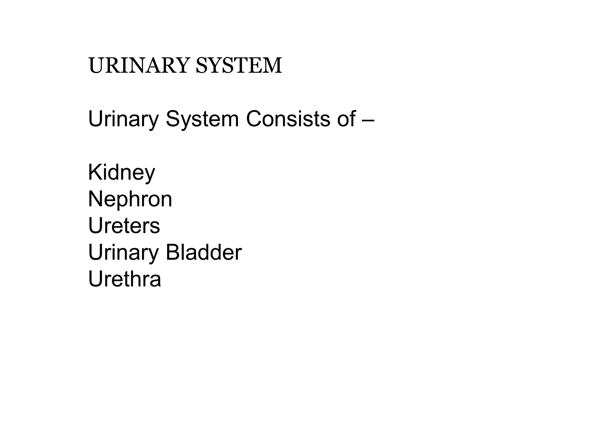 Urinary System.pptx
