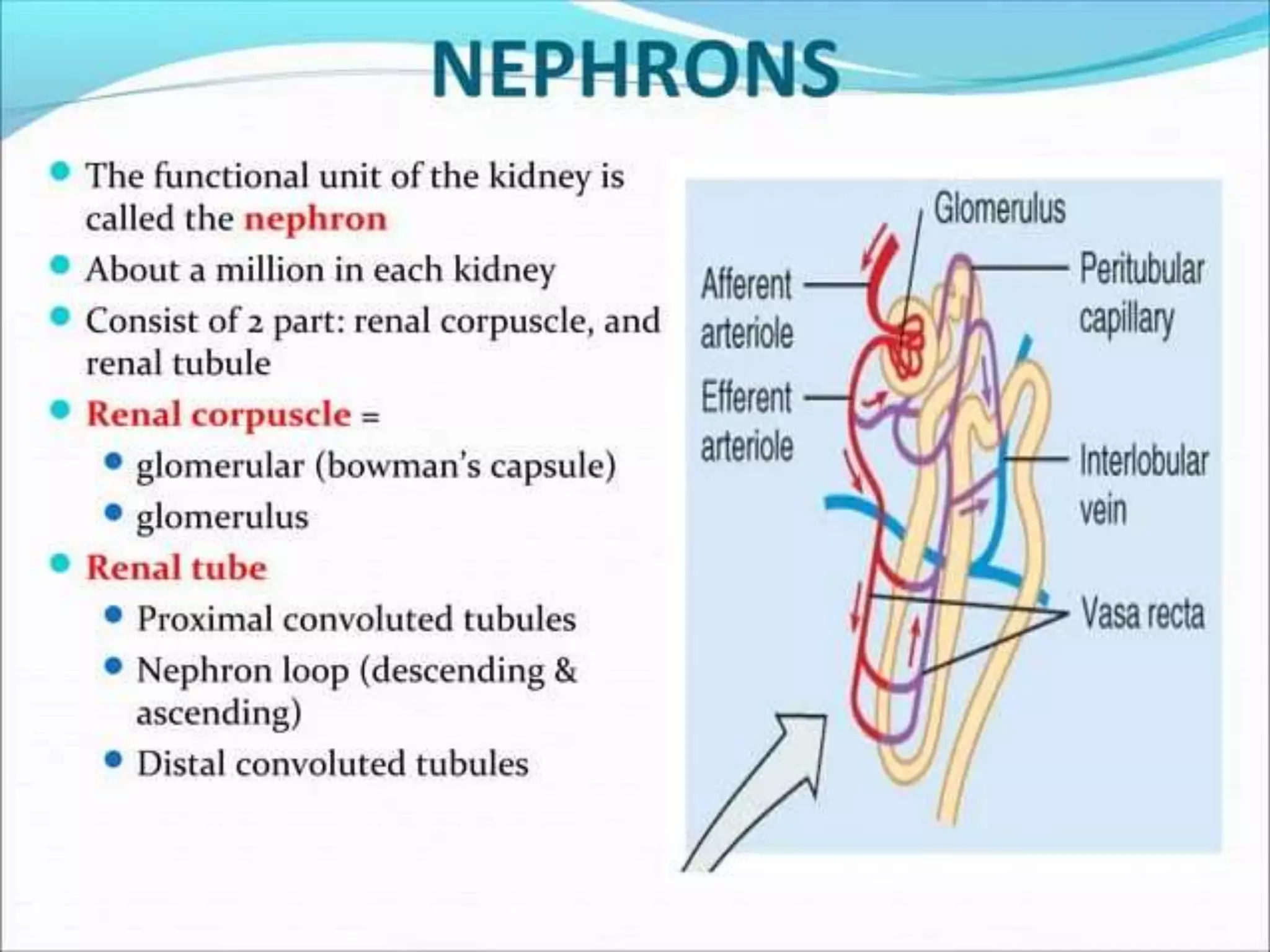 Urinary System.pptx