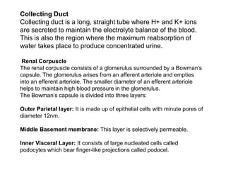 Urinary System.pptx