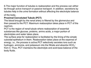 Urinary System.pptx