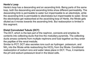 Urinary System.pptx