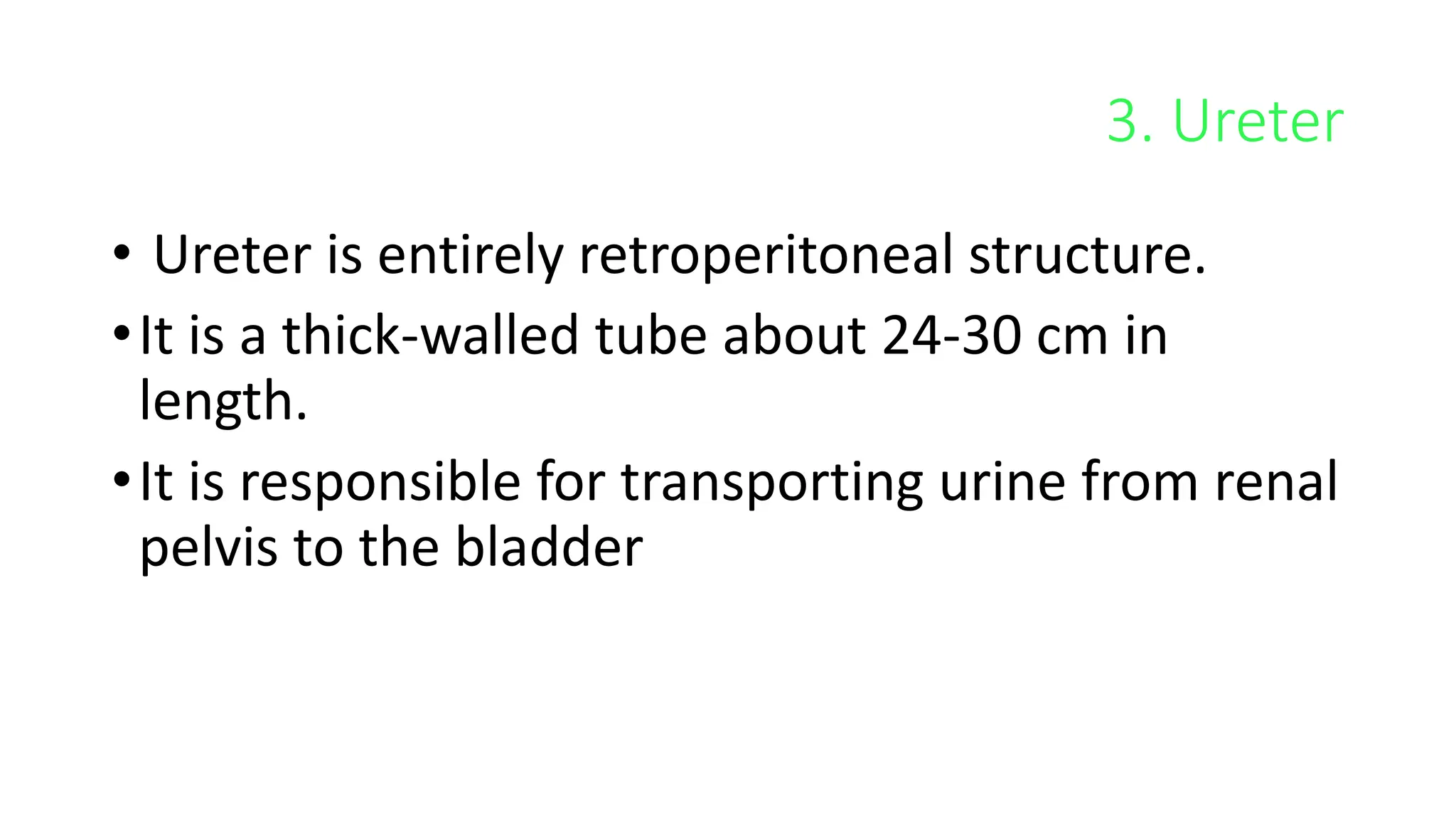 urinary system.pptx