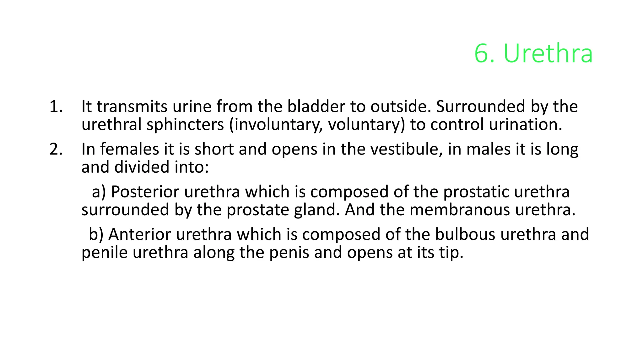 urinary system.pptx