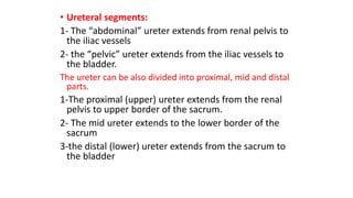 urinary system.pptx