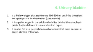 urinary system.pptx