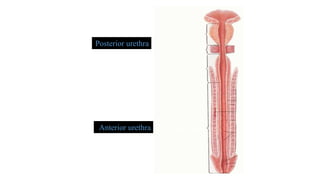 urinary system.pptx