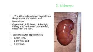 urinary system.pptx