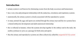 URINARY SYSTEM. (1).pptx