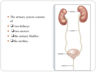 Urinary System.pdf