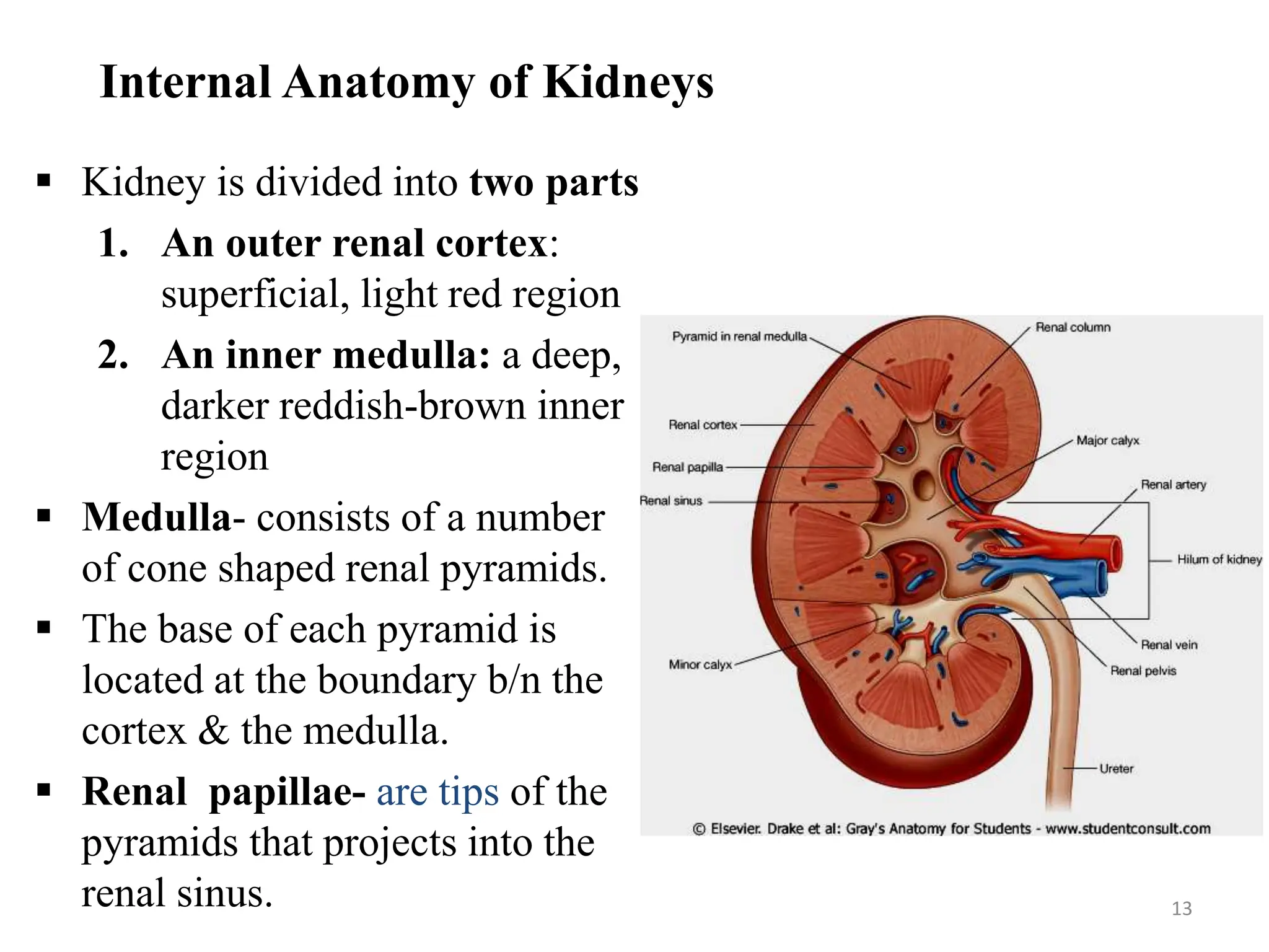 Urinary System.pptx