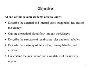 Urinary System.pptx