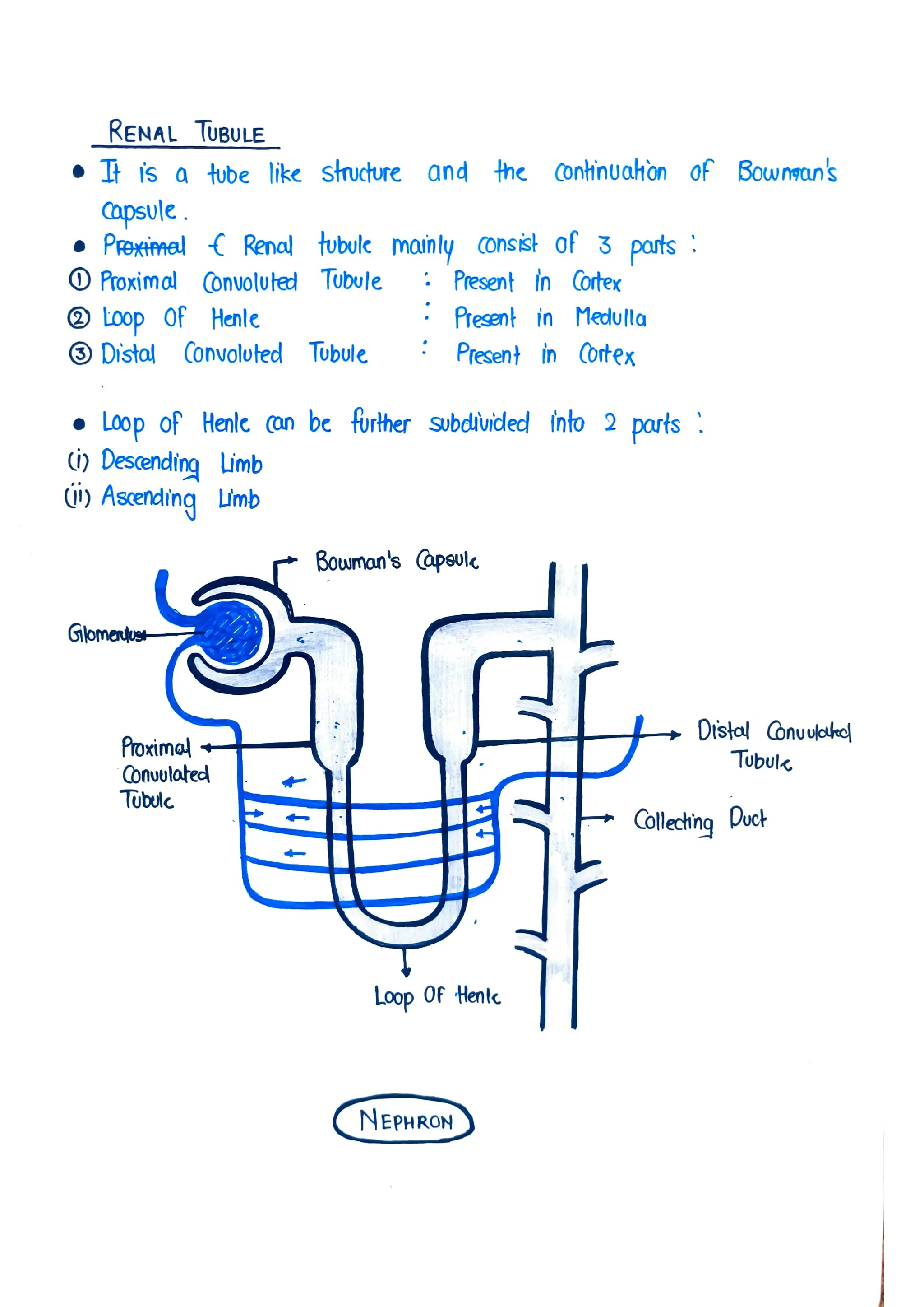 Urinary System Handwritten Notes PDF by Vicky | PDF