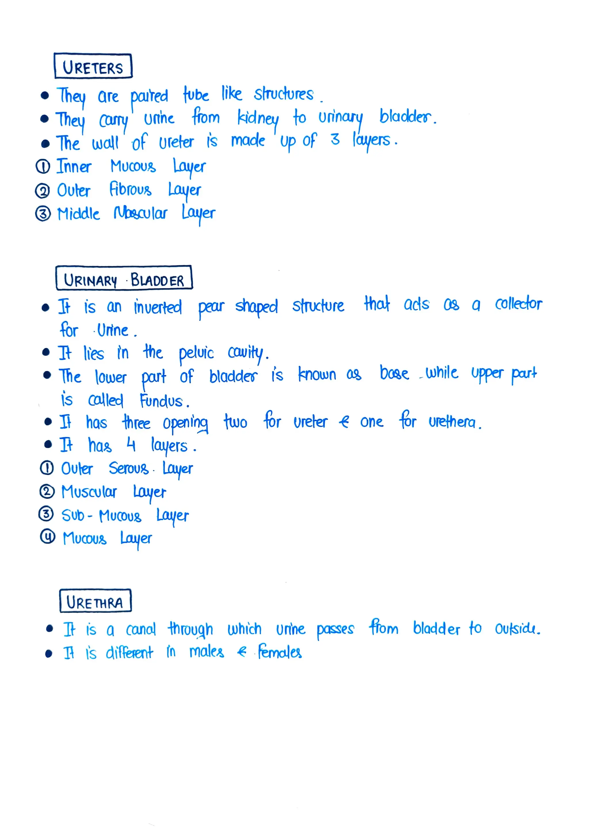 Urinary System Handwritten Notes PDF by Vicky | PDF