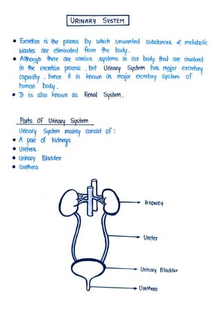Urinary System Handwritten Notes PDF by Vicky | PDF