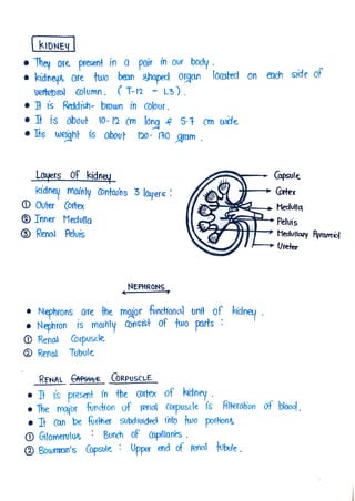 Urinary System Handwritten Notes PDF by Vicky | PDF
