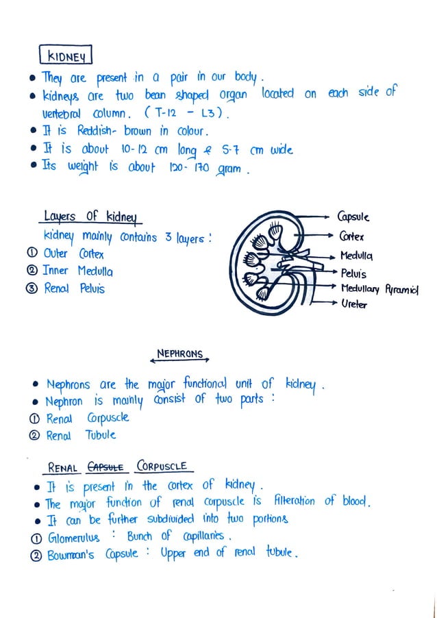 Urinary System Handwritten Notes PDF by Vicky | PDF | Geology | Science