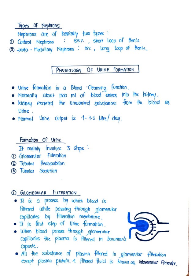 Urinary System Handwritten Notes PDF by Vicky | PDF | Geology | Science