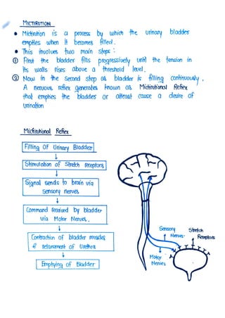 Urinary System Handwritten Notes PDF by Vicky | PDF