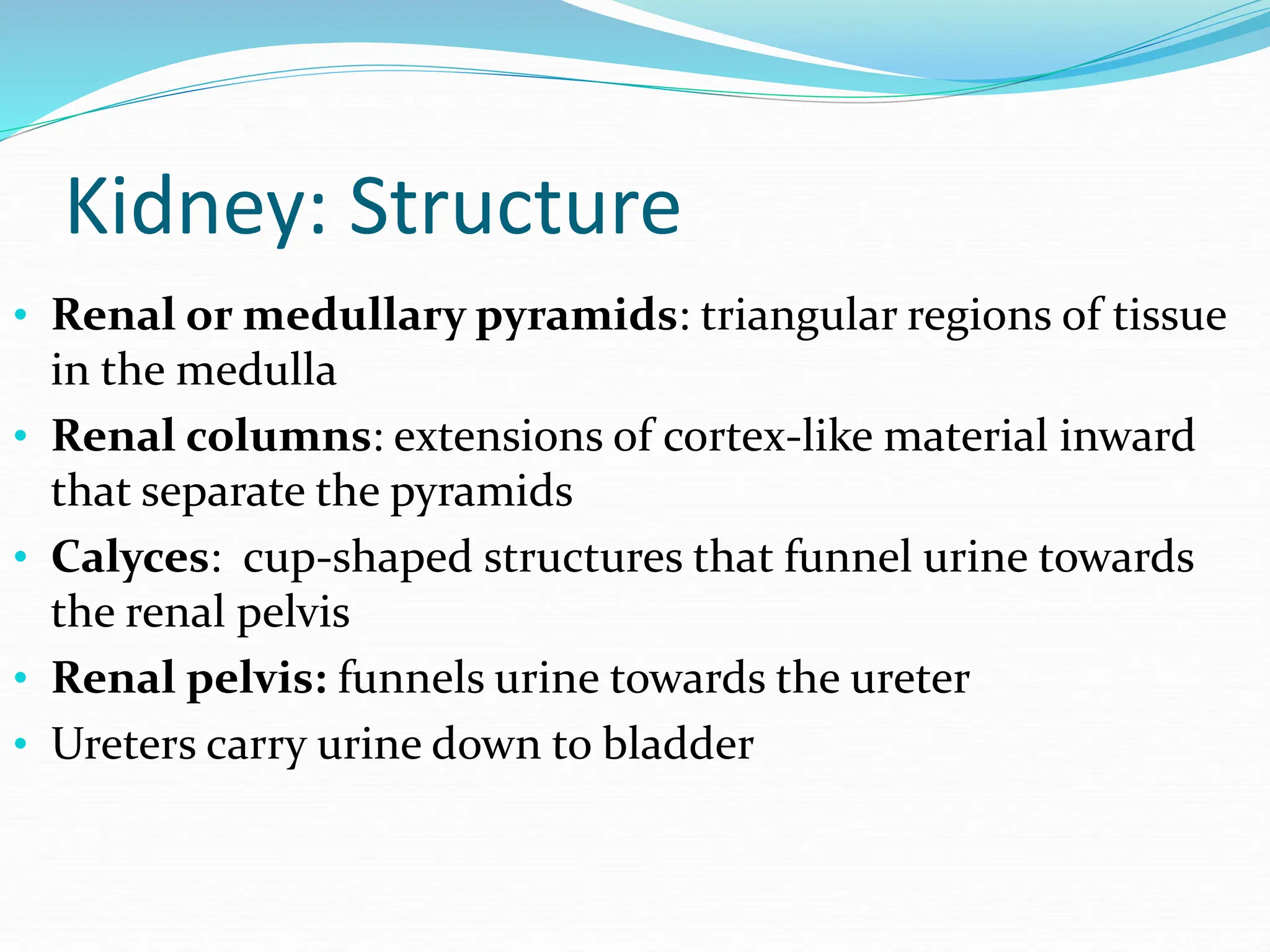 URINARY SYSTEM.ppt555555555555555555555555 | PPT
