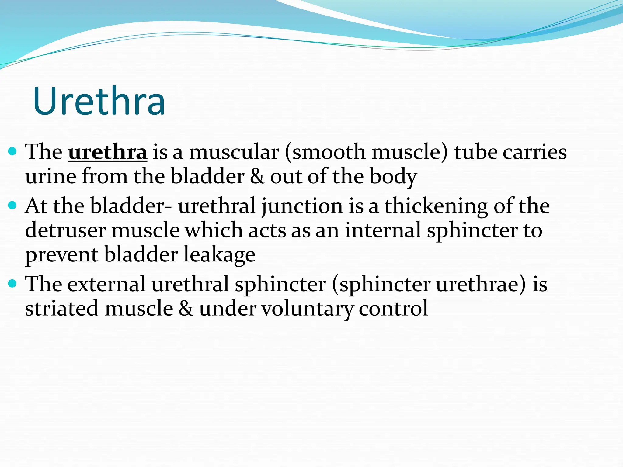 URINARY SYSTEM.ppt555555555555555555555555 | PPT