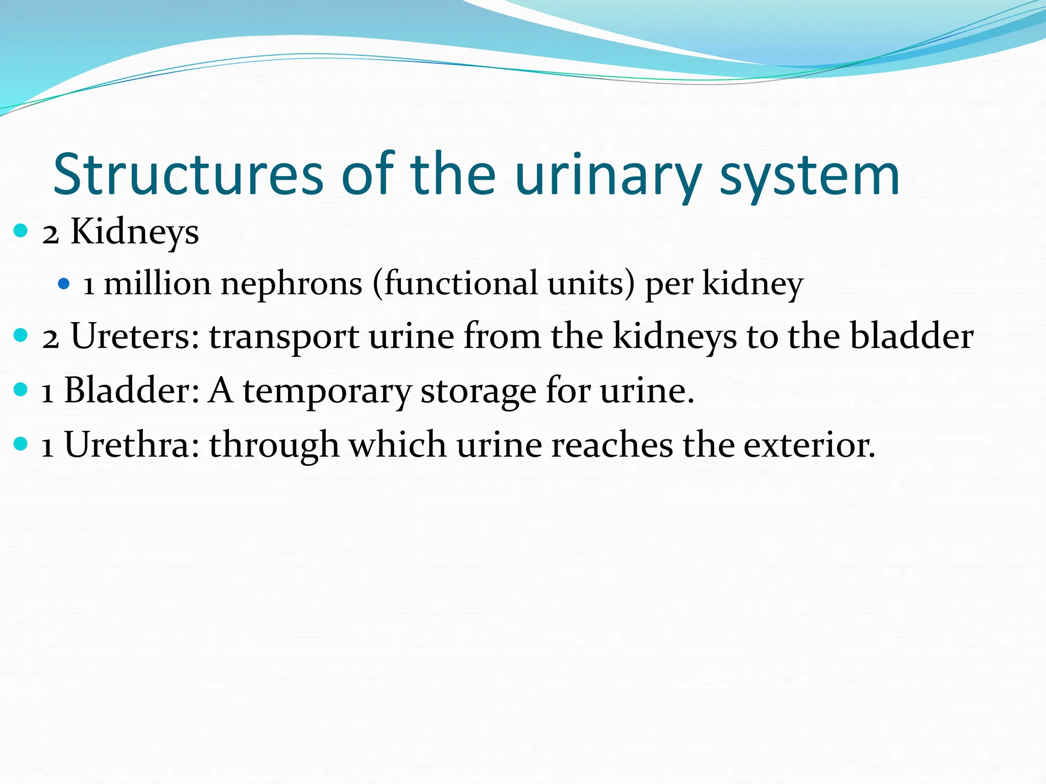 URINARY SYSTEM.ppt555555555555555555555555 | PPT