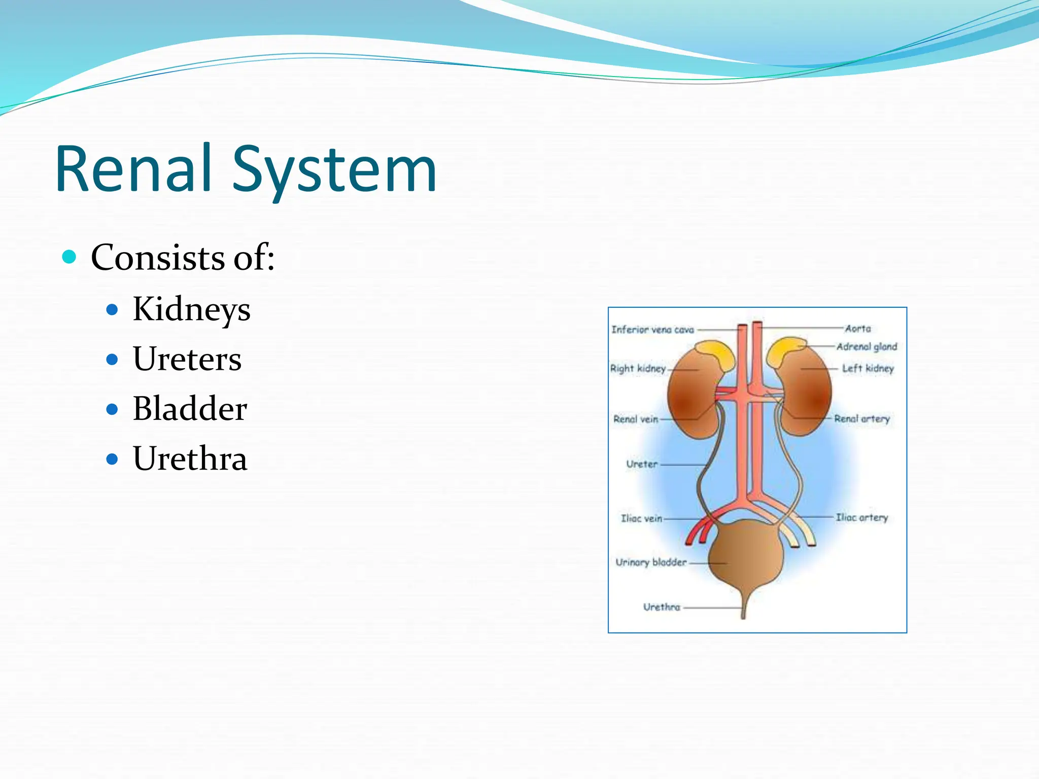 URINARY SYSTEM.ppt555555555555555555555555 | PPT