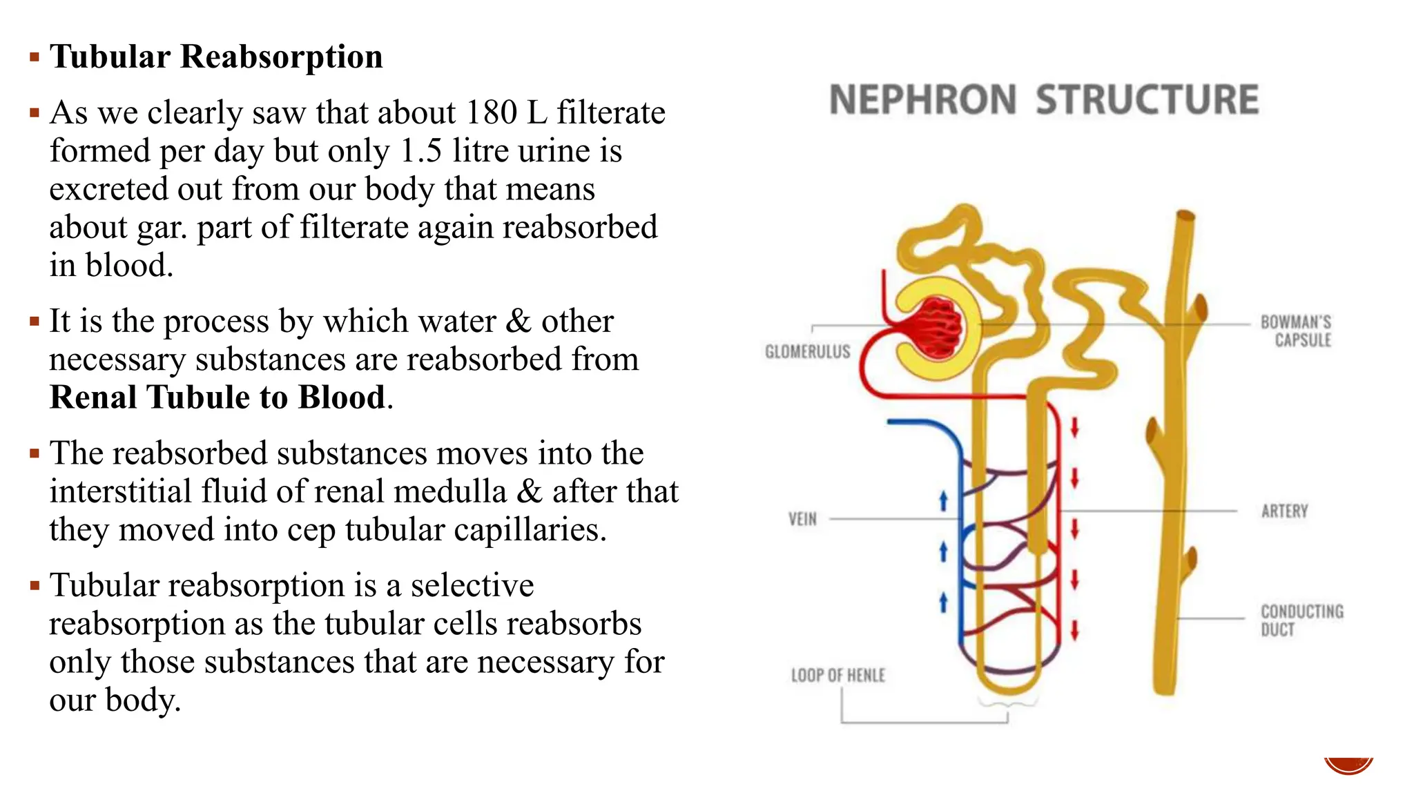Urinary System human anatomu and physiology 2 .pptx | Chemistry | Science
