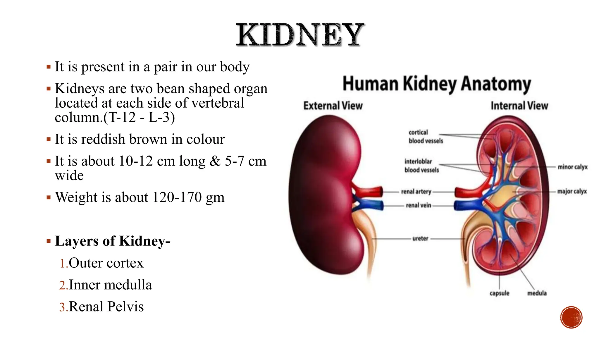 Urinary System human anatomu and physiology 2 .pptx | Chemistry | Science