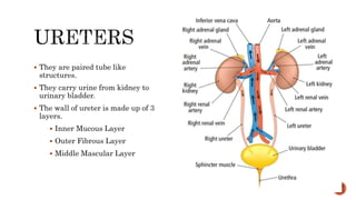 Urinary System human anatomu and physiology 2 .pptx | Chemistry | Science