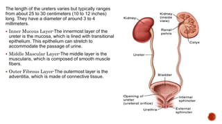Urinary System human anatomu and physiology 2 .pptx