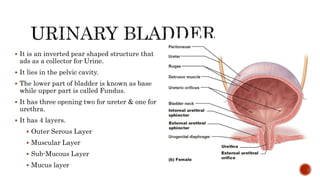 Urinary System human anatomu and physiology 2 .pptx | Chemistry | Science